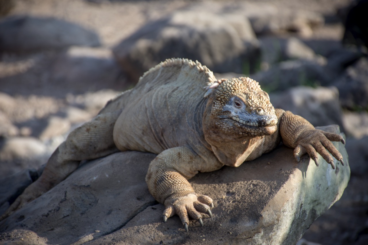 Ecuador Highlights Tour | 13-Day Adventure Through Andes, Amazon ...