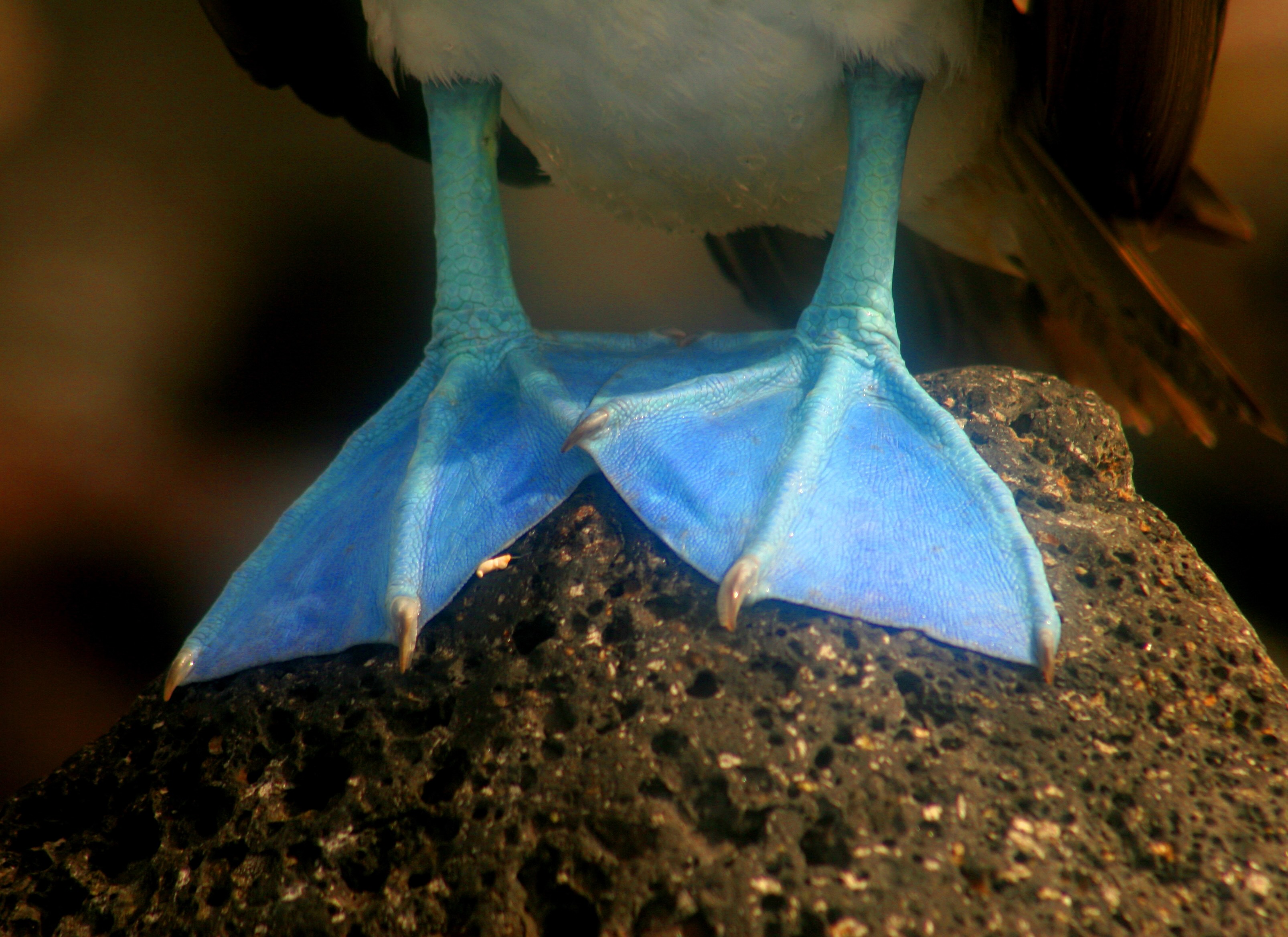 Blue Foot Galapagos | Plan a trip with our Specialists