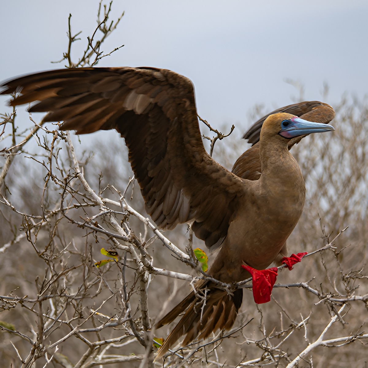 Search Galápagos Cruises | Explore Cruises with BlueFoot Galapagos