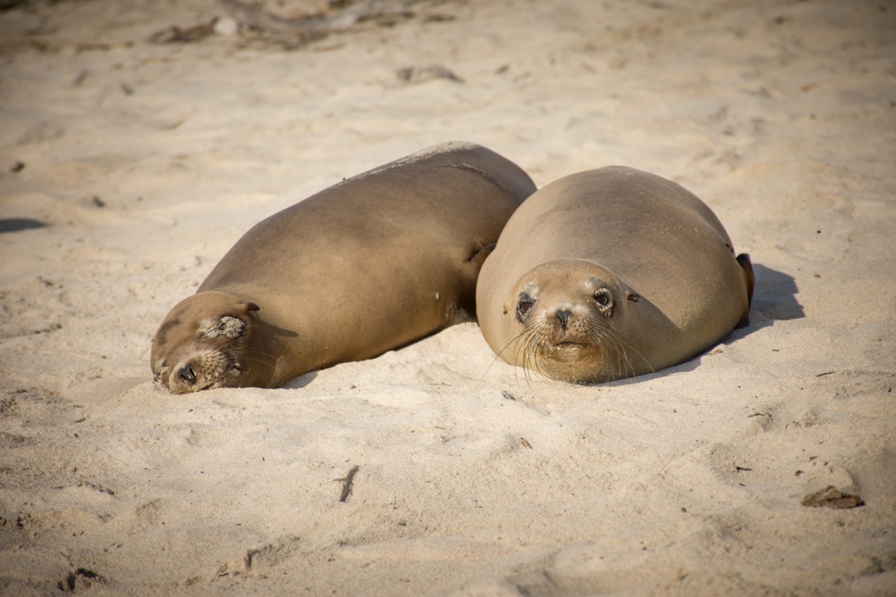 The Galápagos Sea Lion