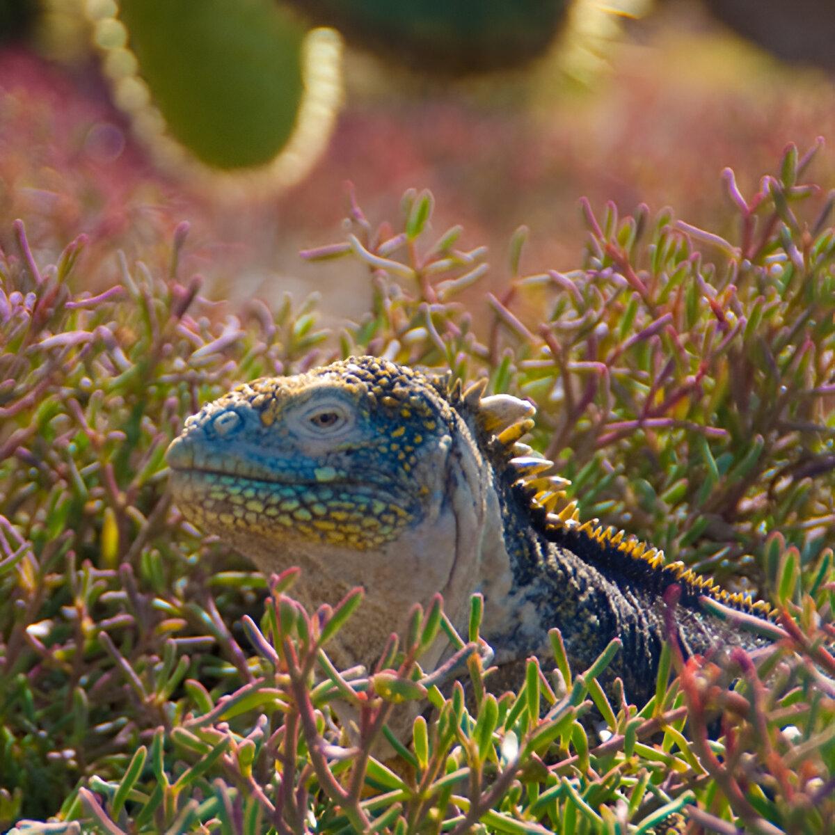 Wildlife of the Galápagos Islands | How to See It